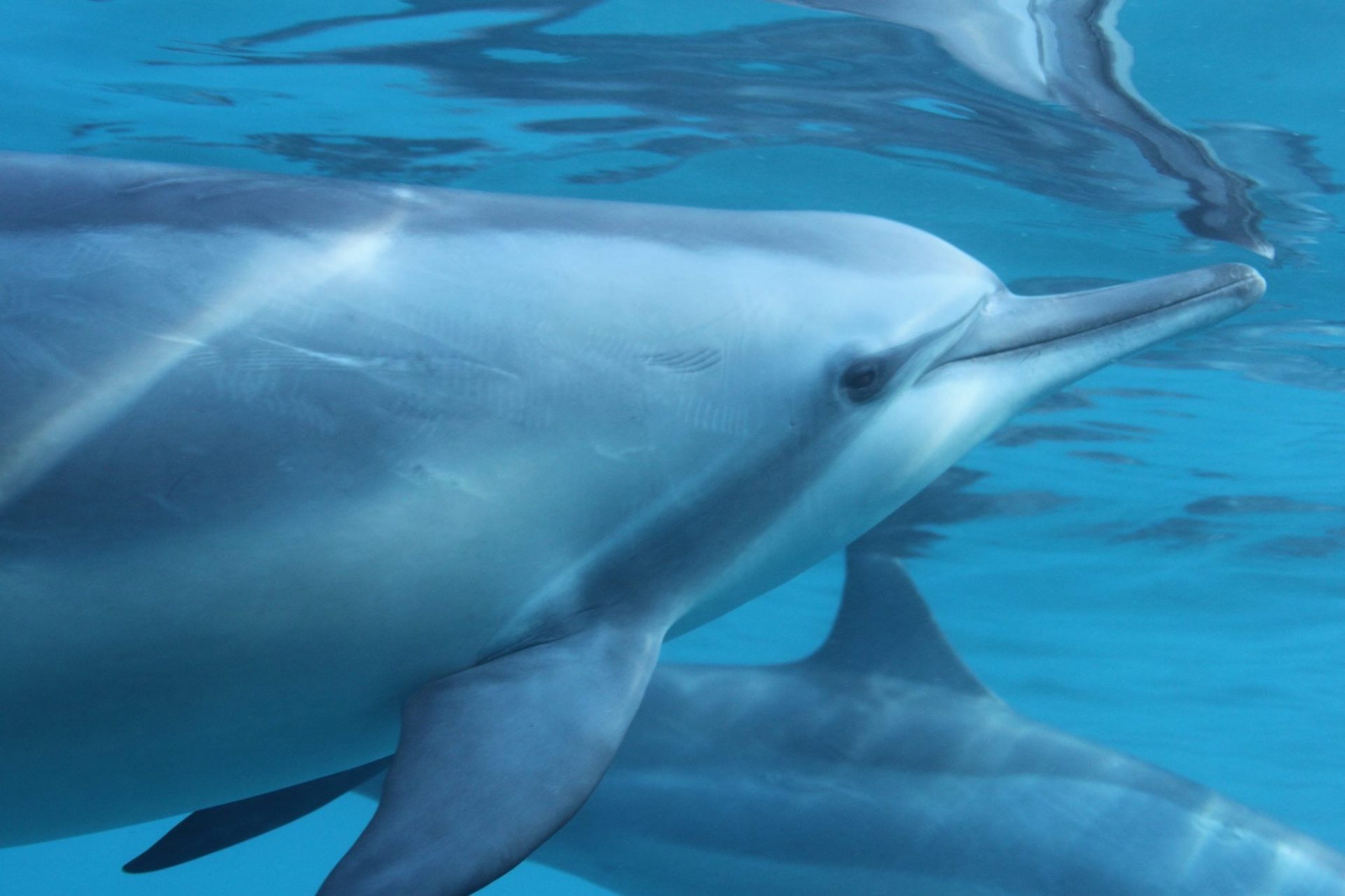 Both Dolphins and Humans Have These 5 Incredible Similarities!