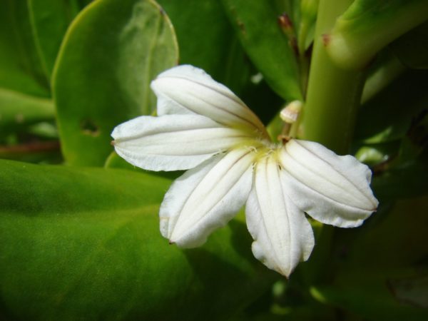 Top 8 Most Interesting Hawaiian Plants and Flowers - And You Creations