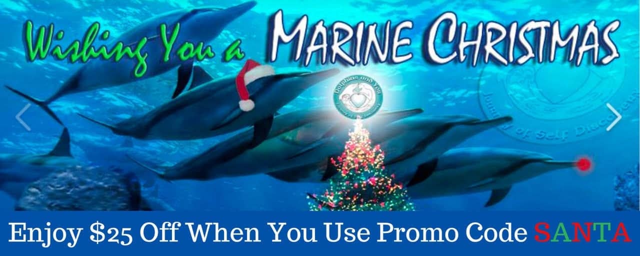 Swim with Dolphins in Oahu, Hawaii - Dolphins and You