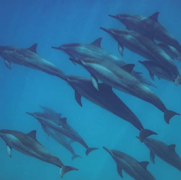 Blake Shares Dolphin Names (COTW Episode 003)