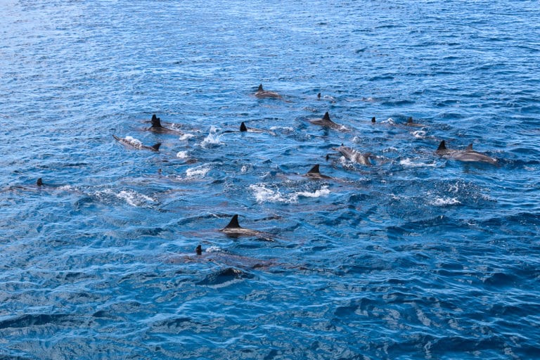 10 Things We Learned from Our Planet High Seas Episode - AYC