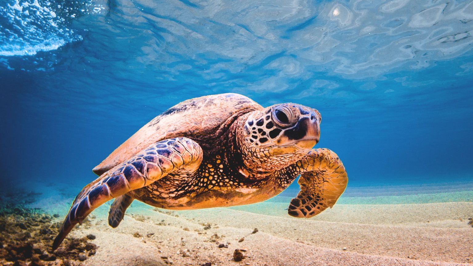 How to Tell If a Sea Turtle Is Male or Female − Turtle Gender Guide