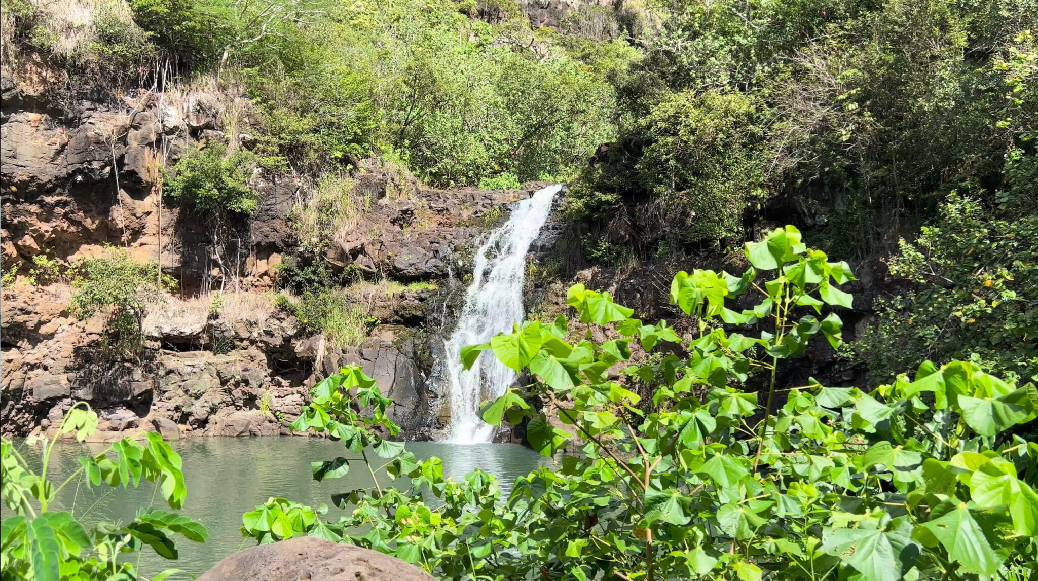 Best Waterfalls in Oahu: Waimea Valley Hike & Swim Tour