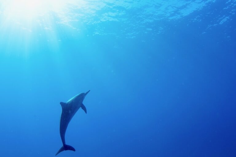 How do Hawaiian dolphins demonstrate social hierarchies within their pods, and do these ...