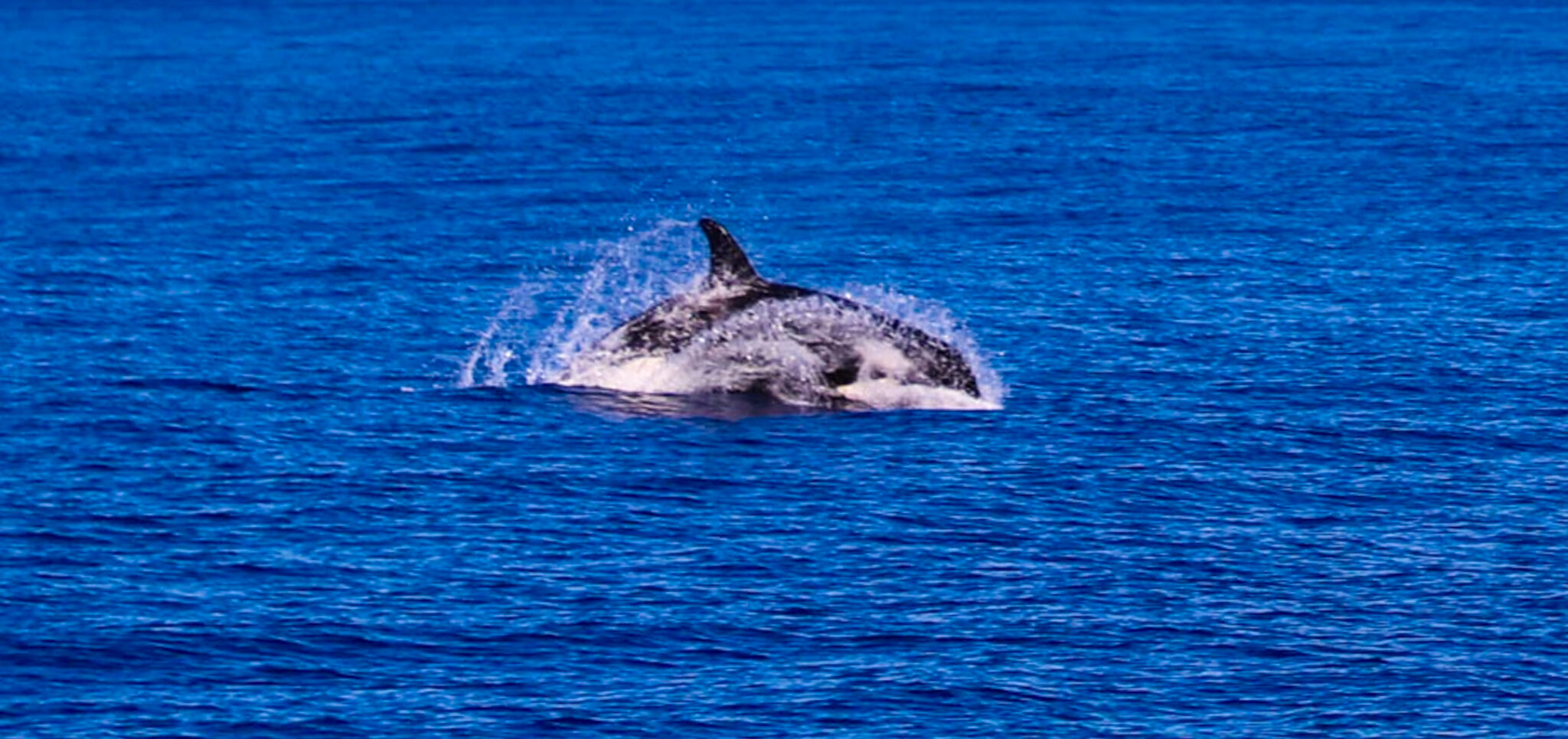 Orcas In Hawaii! - And You Creations || アンドユークリエーションズ