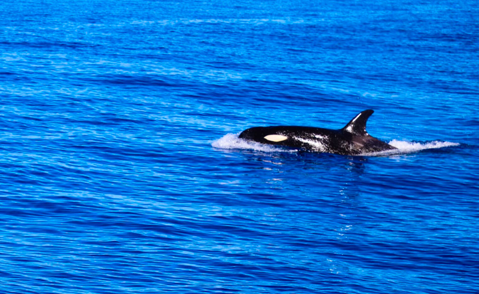 Orcas In Hawaii! - And You Creations || アンドユークリエーションズ