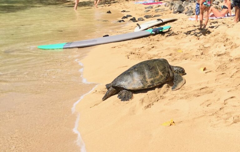 Hawaiian Sea Turtle Reproduction: Fascinating Facts About Honu