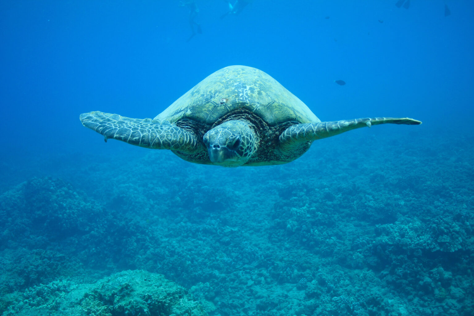 Do Hawaiian Sea Turtles Recognize Human Voices?