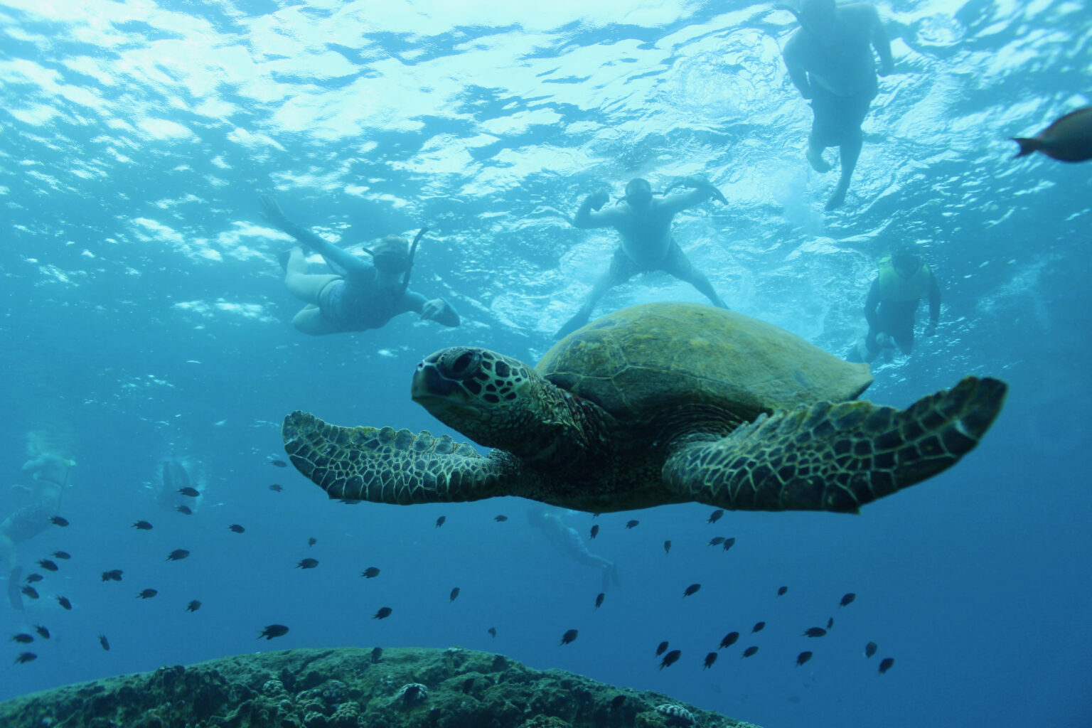 Do Turtles Like Humans? Understanding Turtle Behavior