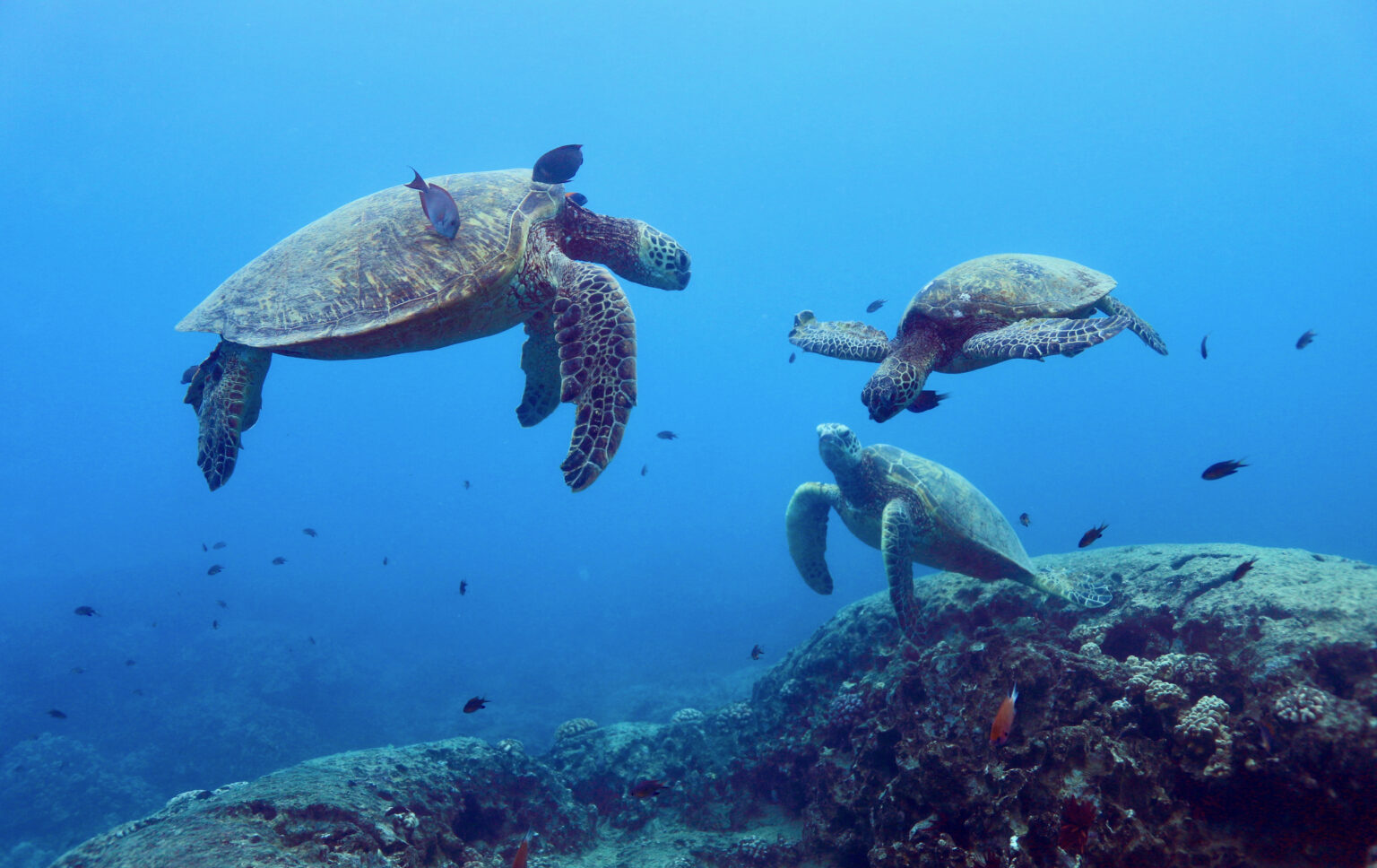 Do Turtles Like Humans? Understanding Turtle Behavior