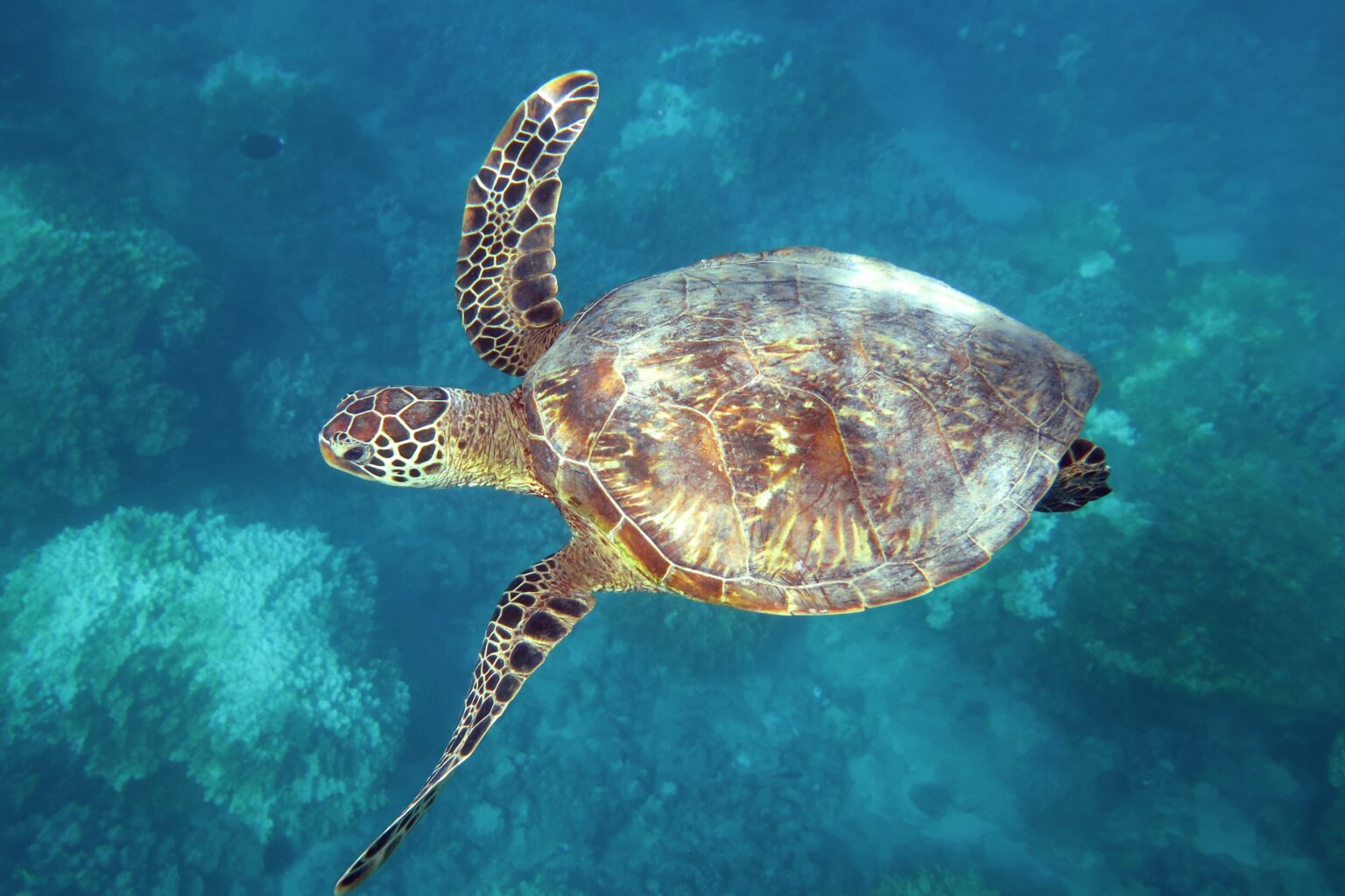 Do Hawaiian Sea Turtles Recognize Human Voices?