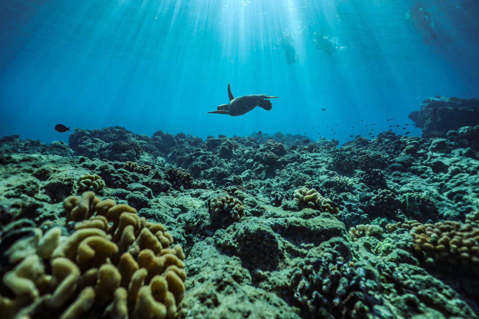 Exploring the Origin and Evolution of Hawaii Musubi English