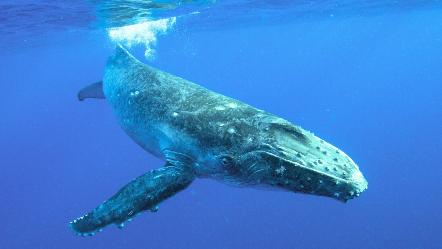 10 Things We Learned from Our Planet High Seas Episode - AYC