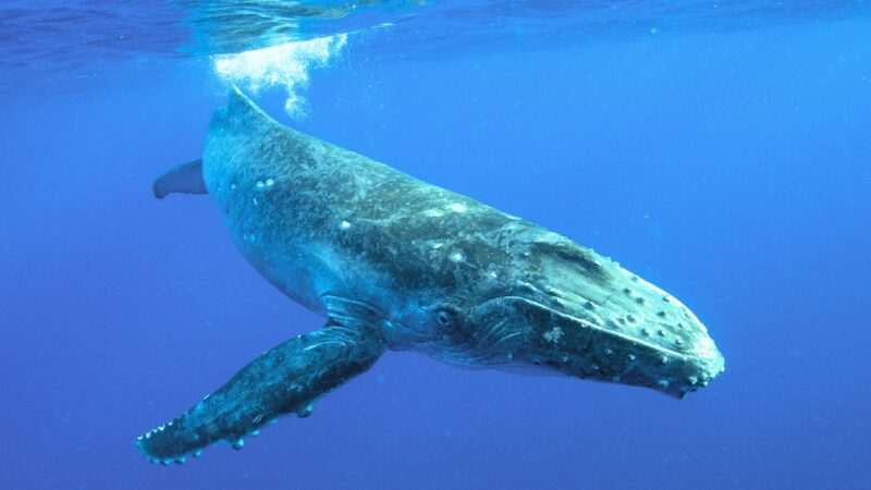 10 Things We Learned from Our Planet High Seas Episode - AYC