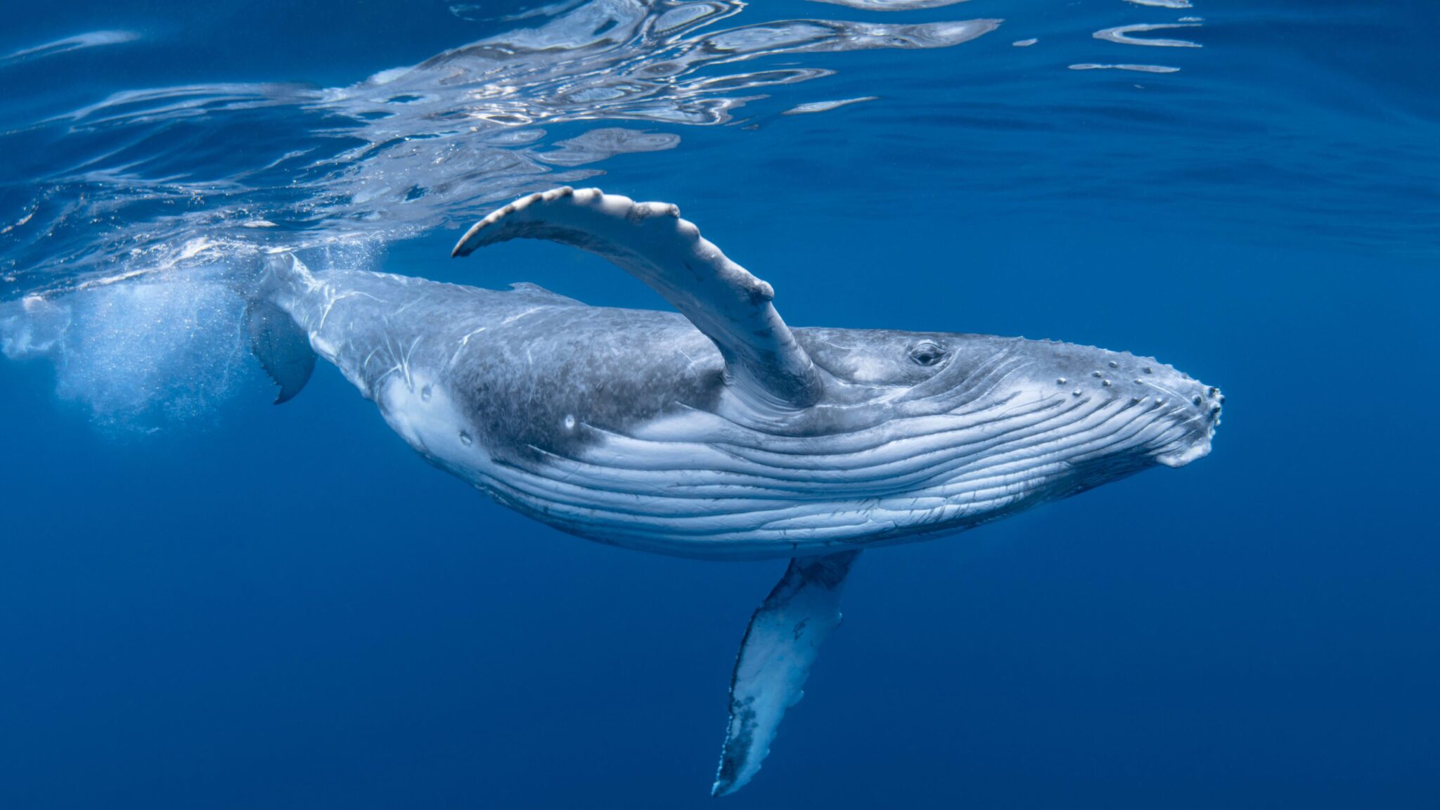 Whale Song Hawaii: Hear Humpback Whales on Oahu 🐋