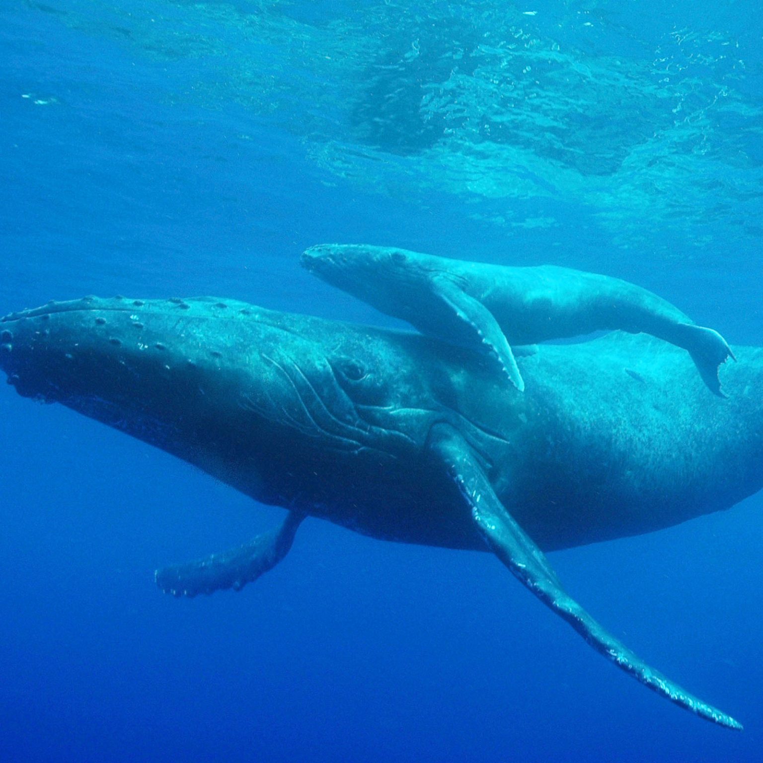 Whale Watching in Hawaii: Best Time, Tours & Where to See Whales