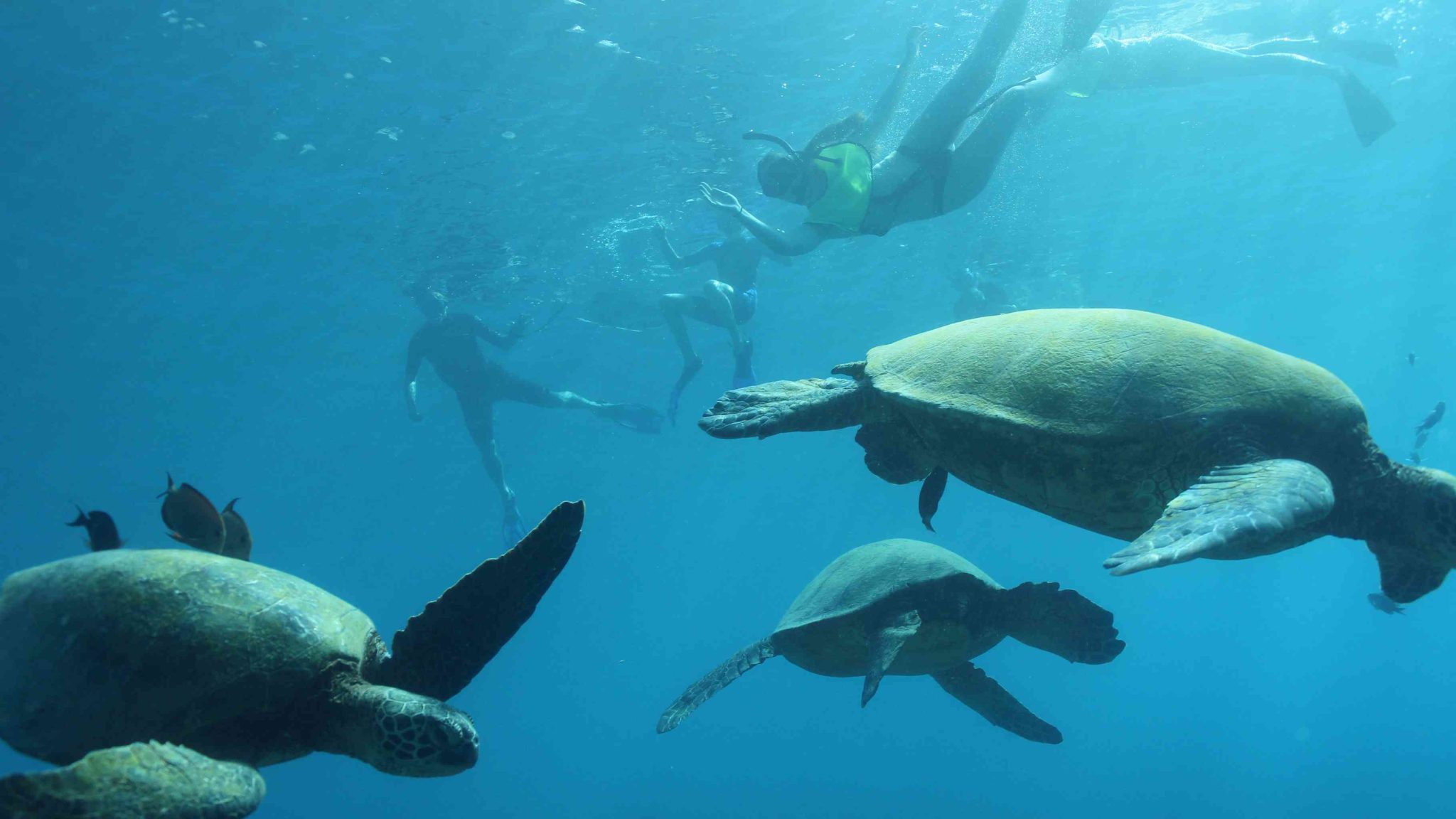 What Green Sea Turtles Eat | Honu Feeding Habits - And You Creations ...